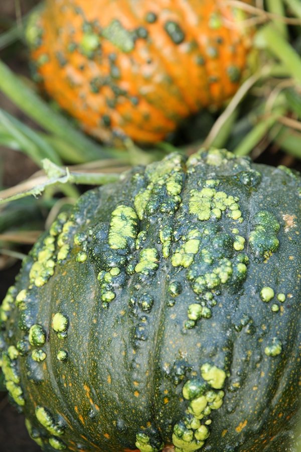 Harvest Calendar - Johnson Vegetable Farms