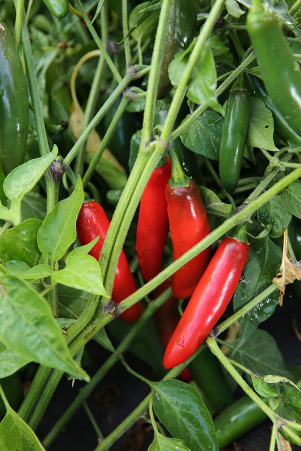 Farm Fresh Vegetables, Eugene | Johnson Vegetable Farm
