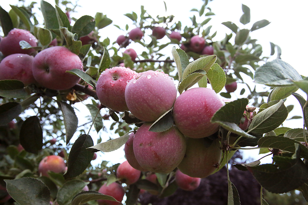 Locally Grown Food, Eugene | Johnson Vegetable Farms