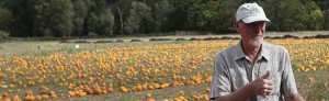 Johnson Vegetable Farms | Pumpkin Patch in Eugene, Oregon